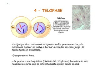 Mitosis | PDF