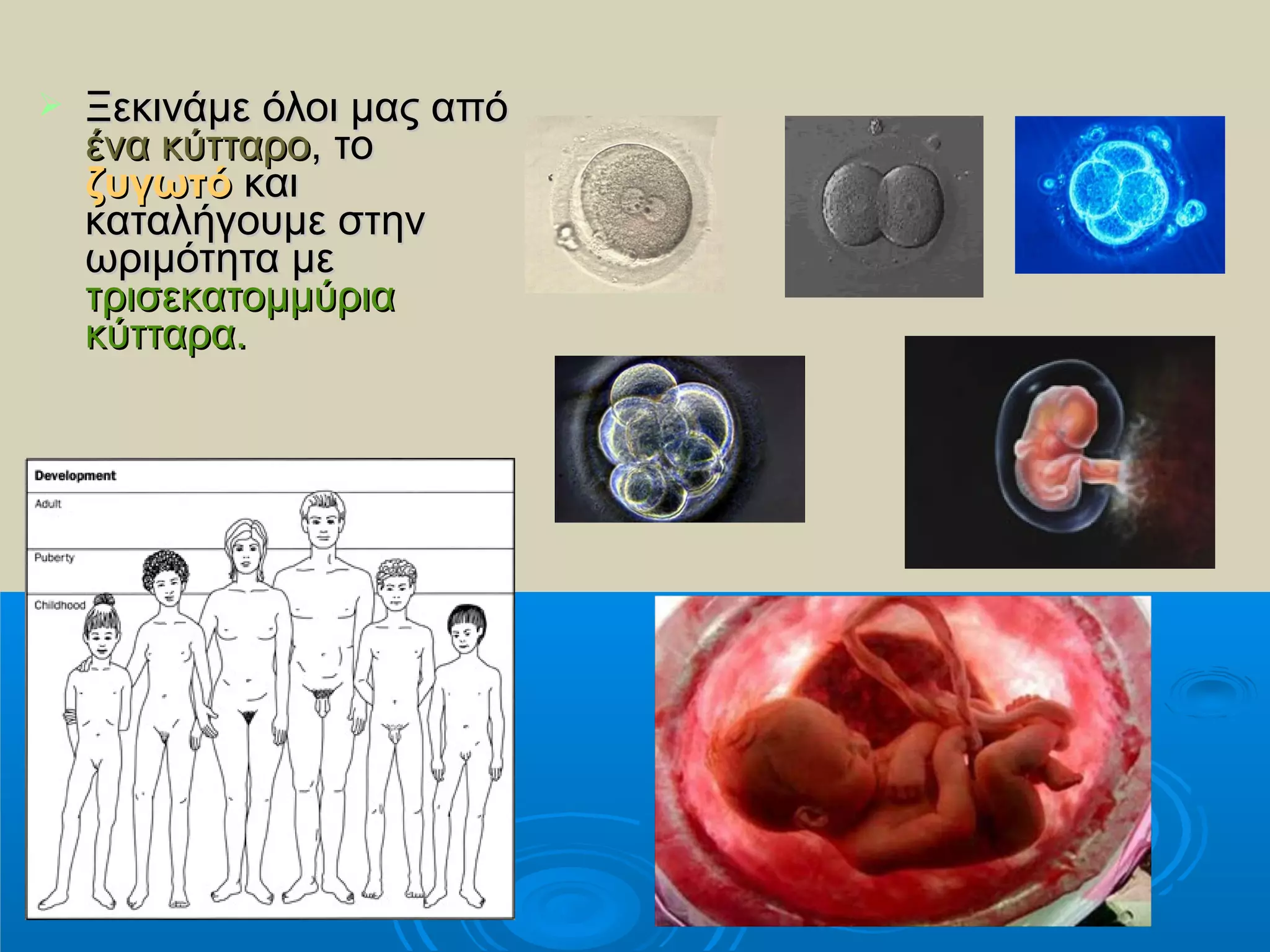 Κυτταρική διαίρεση - Μίτωση | PPT