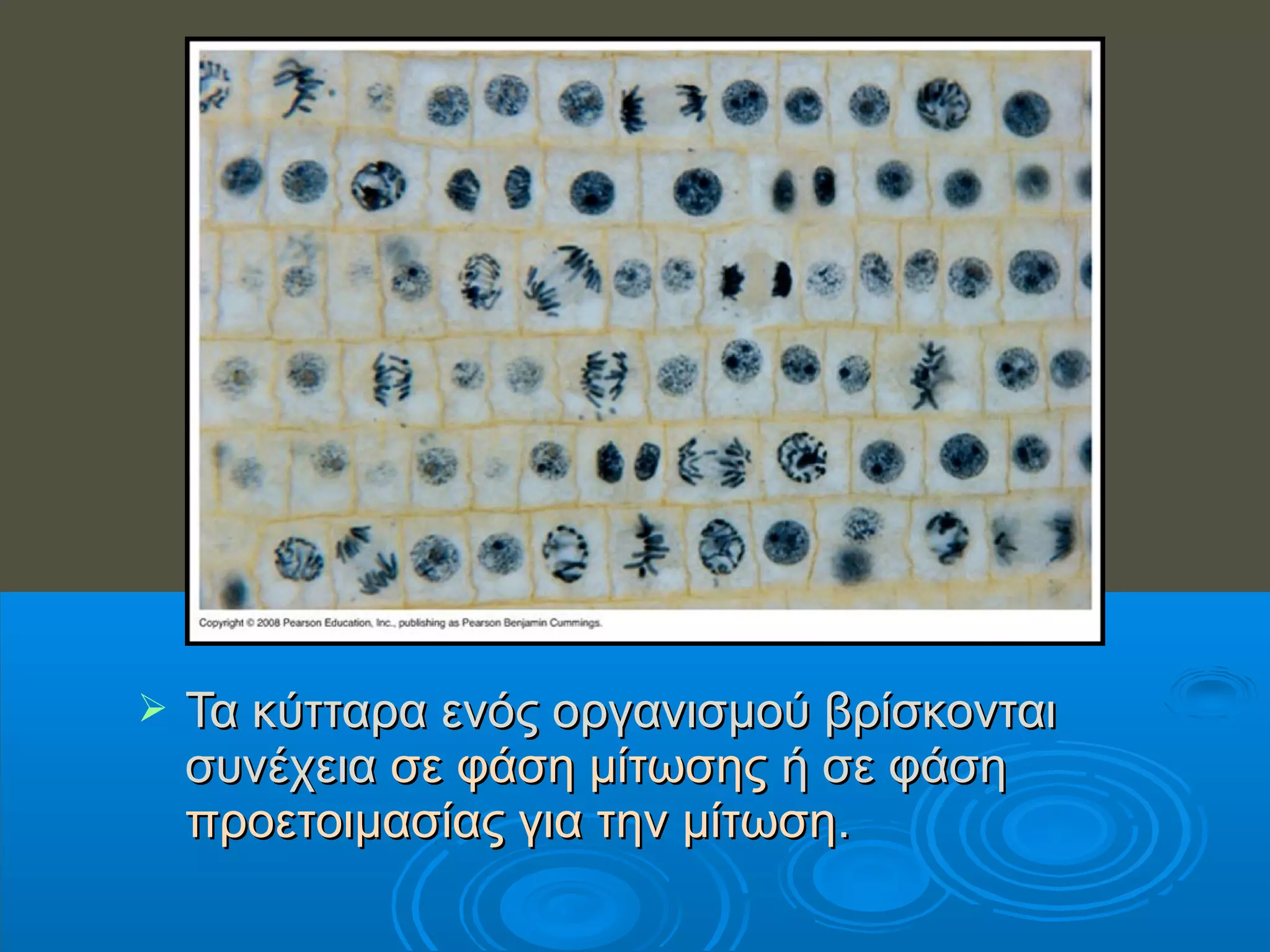 Κυτταρική διαίρεση - Μίτωση | PPT