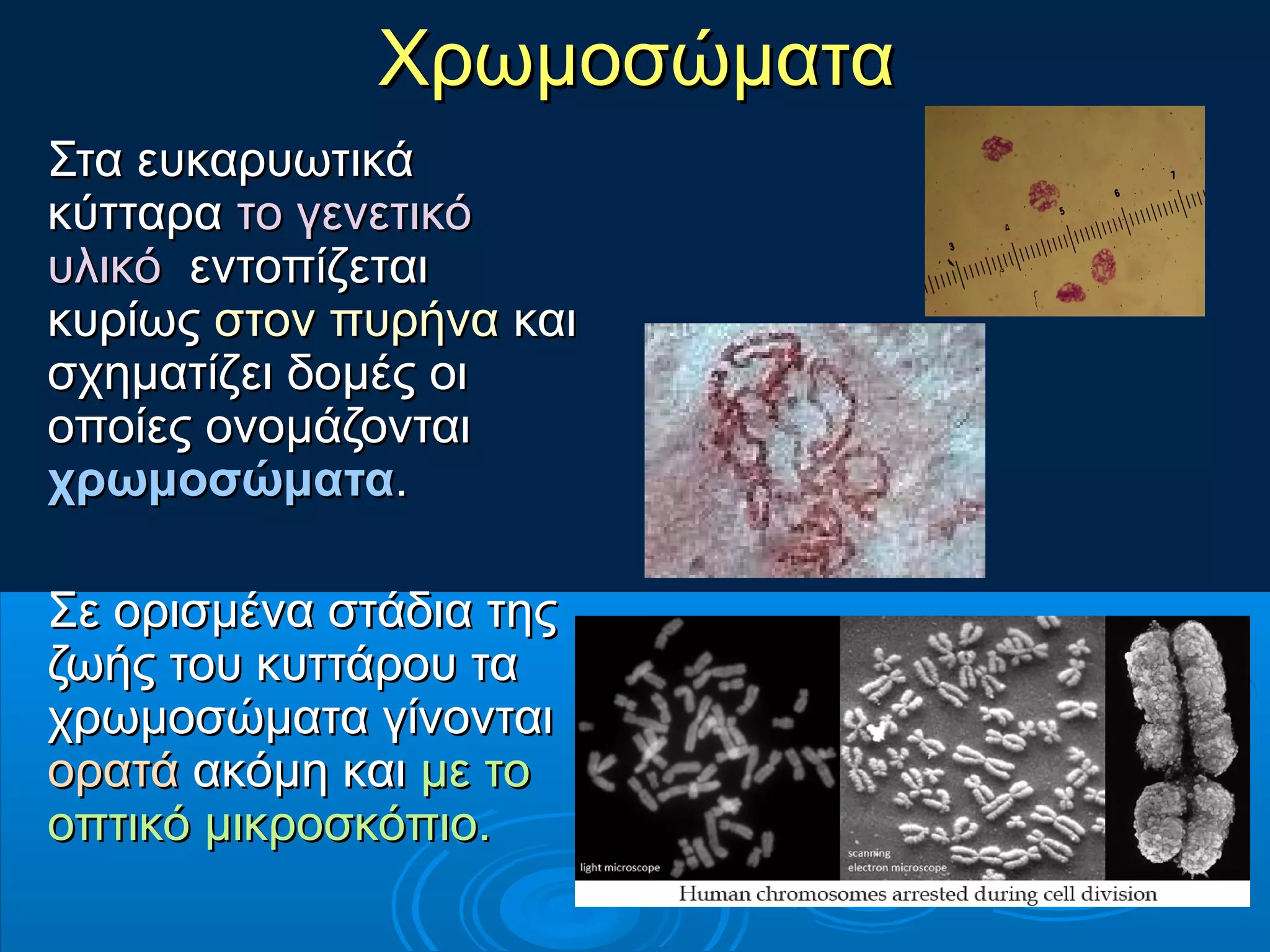 Κυτταρική διαίρεση - Μίτωση | PPT