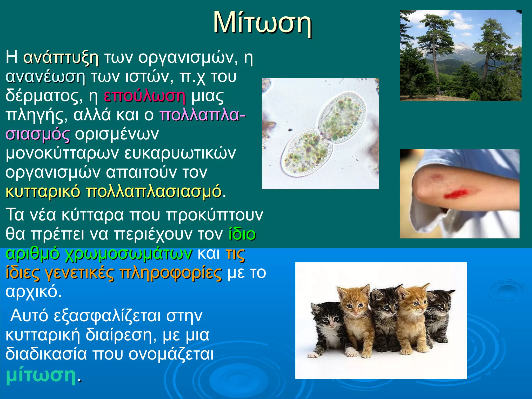Κυτταρική διαίρεση - Μίτωση | PPT
