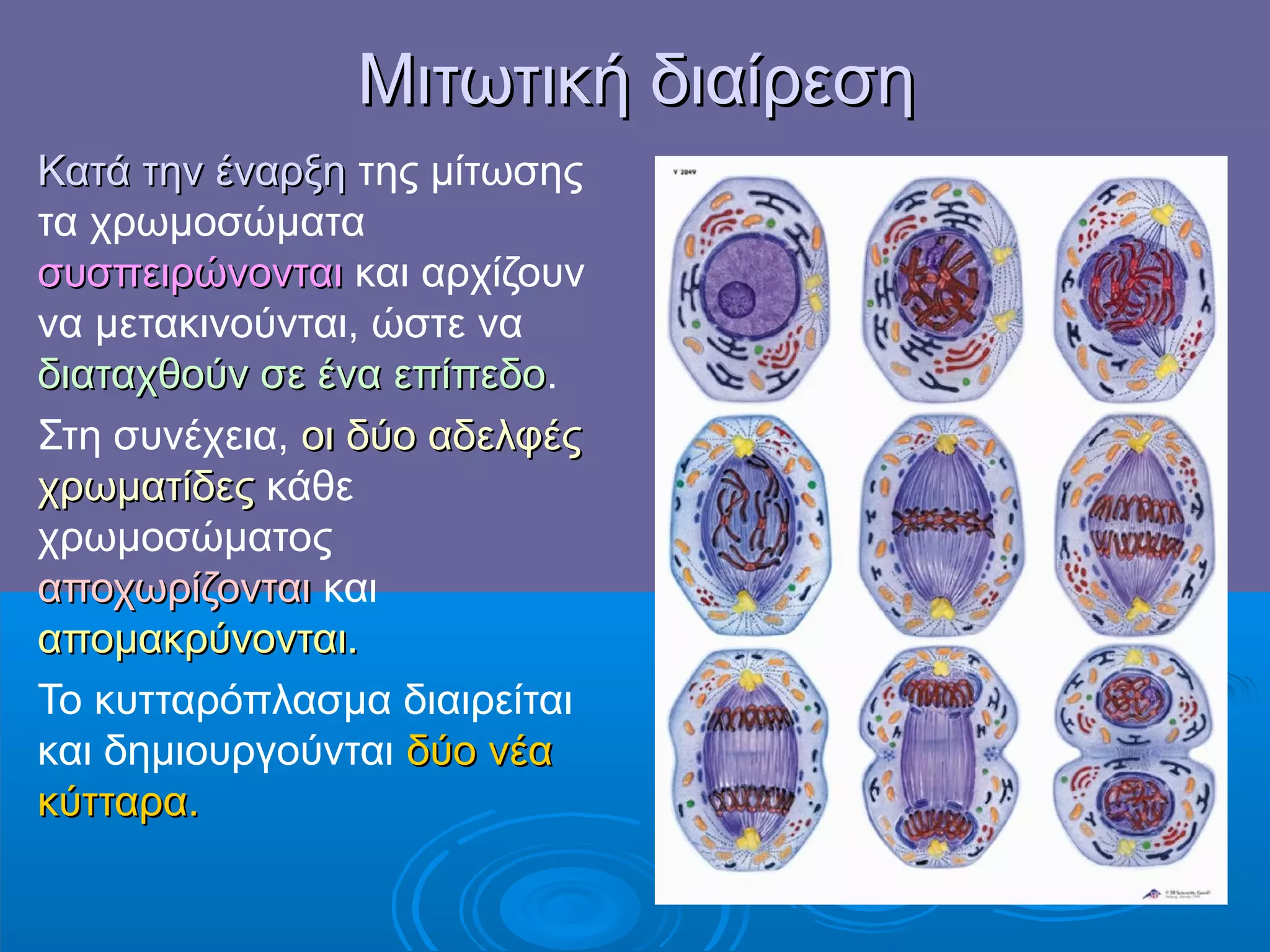 Κυτταρική διαίρεση - Μίτωση | PPT