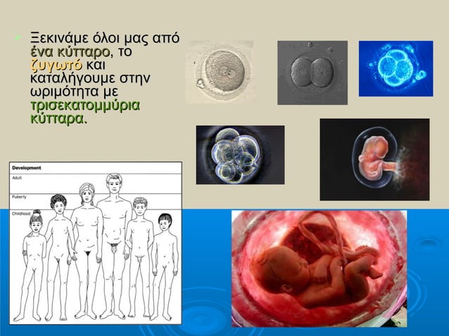 Κυτταρική διαίρεση - Μίτωση | PPT