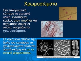 Κυτταρική διαίρεση - Μίτωση | PPT