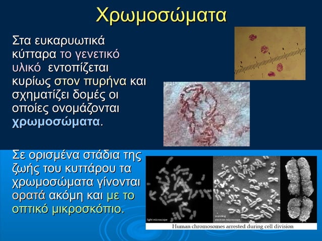 Κυτταρική διαίρεση - Μίτωση | PPT