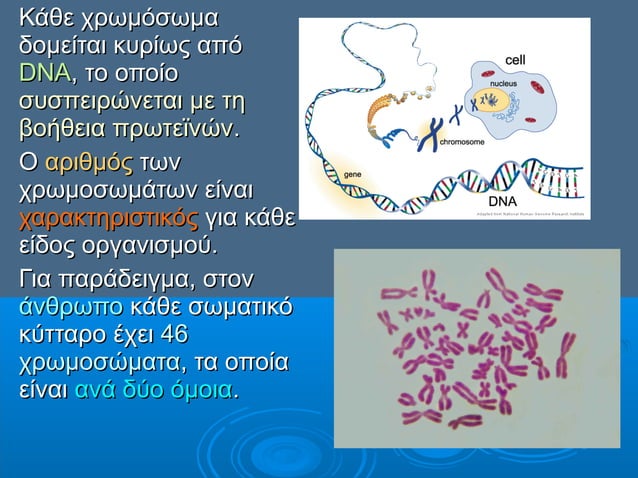 Κυτταρική διαίρεση - Μίτωση | PPT