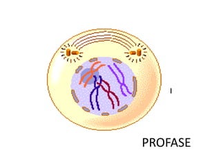 Mitosis | PPTX