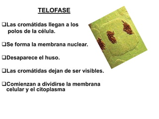 Mitosis | PPTX