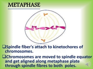 Mitosis | PPTX