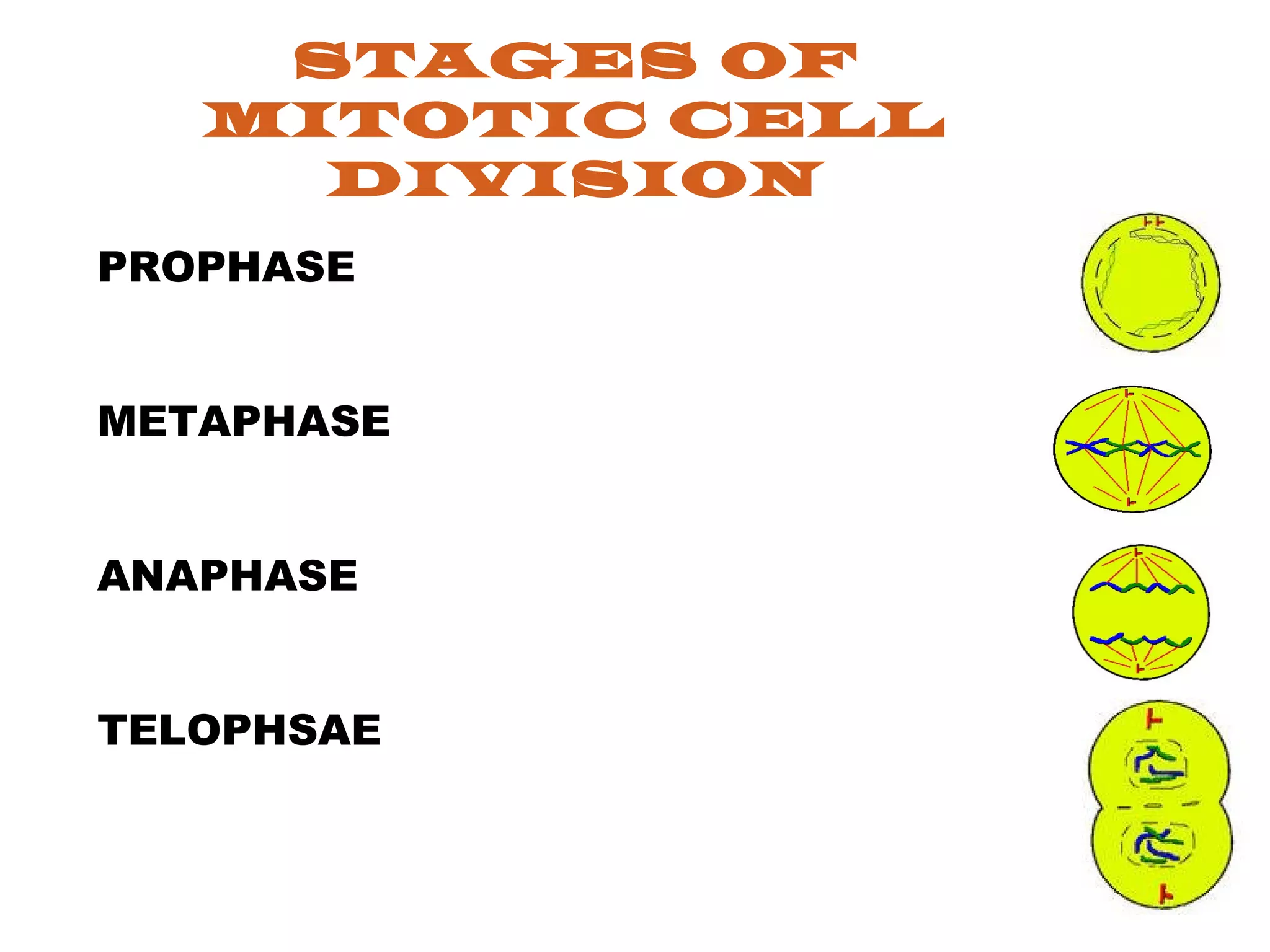 Mitosis | PPT
