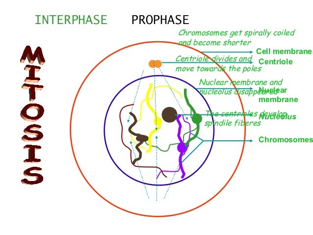 Mitosis Cell Membrane