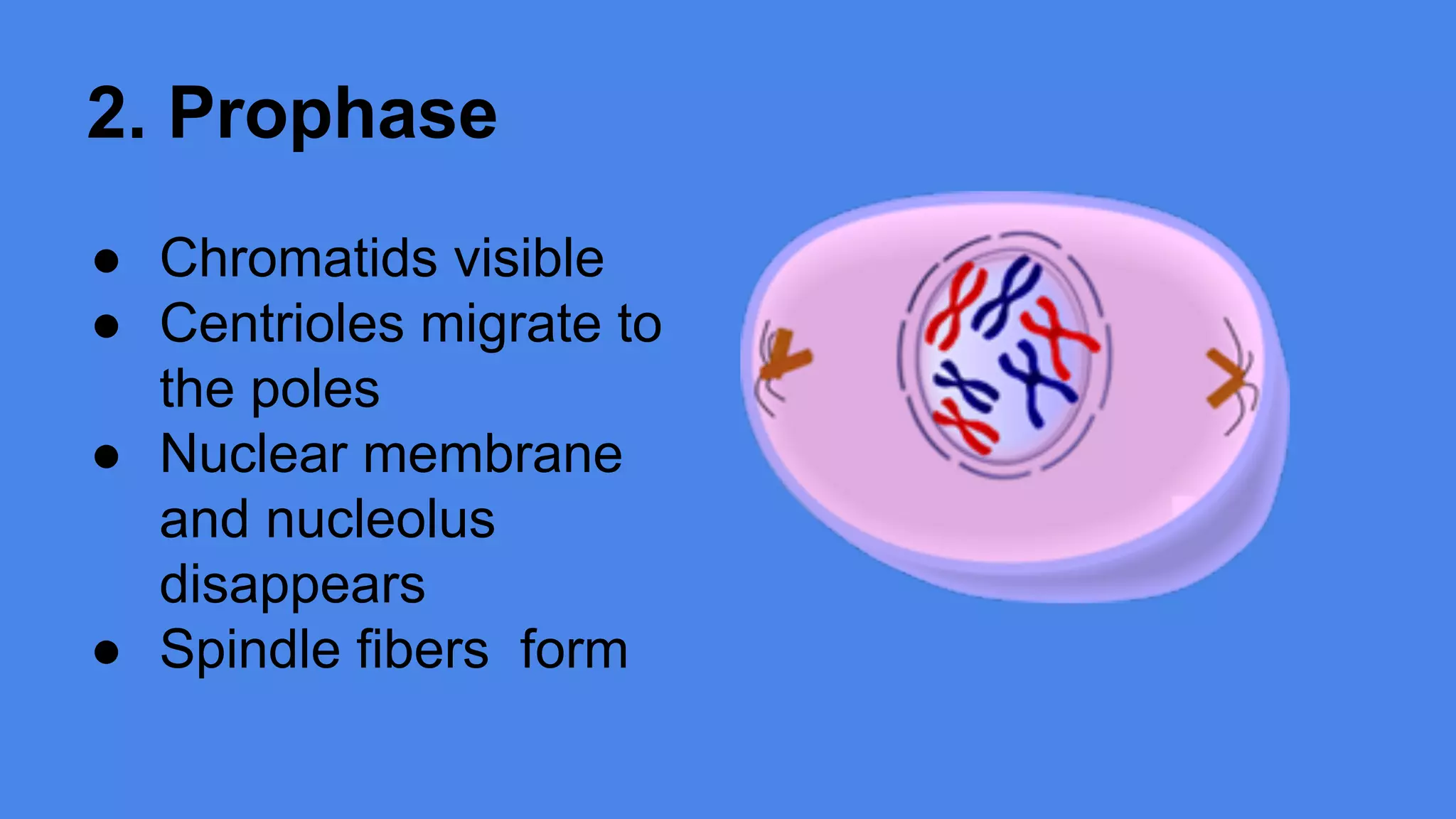 Mitosis Explained | PDF