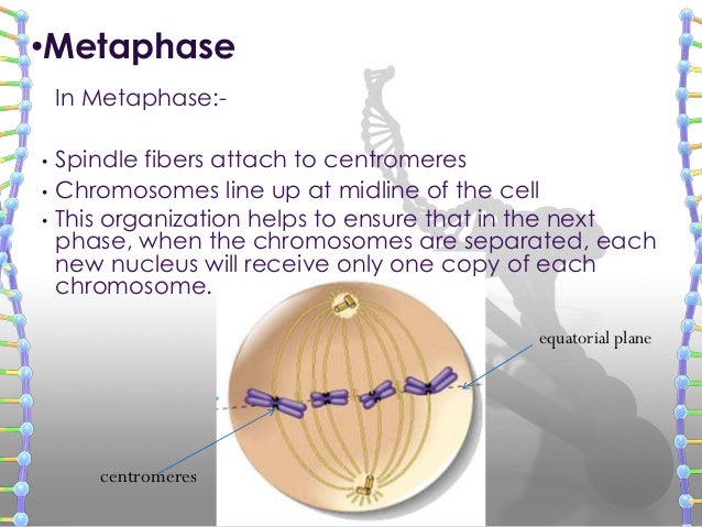 Animal Cell Interphase Spindle Fibers PPT How Do Cells Grow