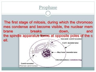 Mitosis | PPT