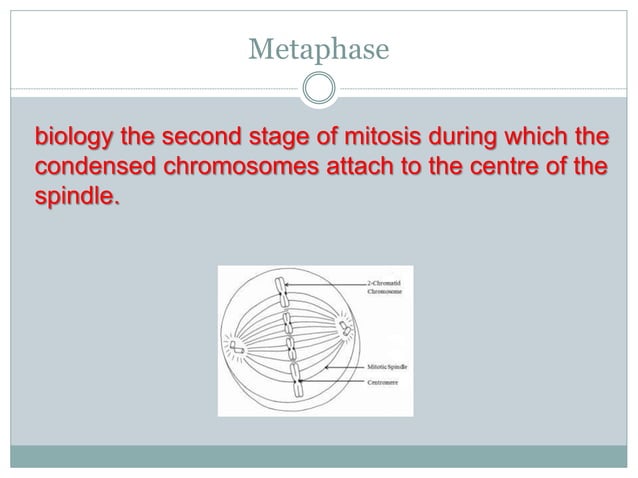 Mitosis | PPTX
