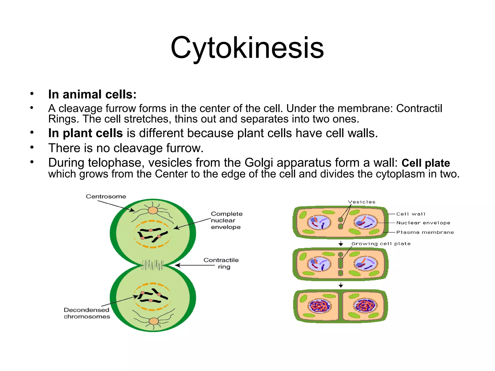 Mitosis | PPT