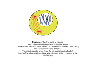 Mitosis | PPT | Needlework | Arts and Crafts