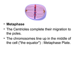 Mitosis | PPT