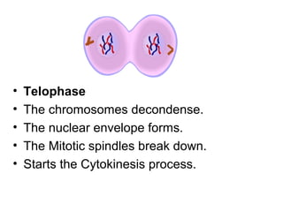 Mitosis | PPT