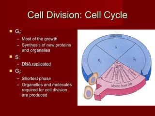 Mitosis, Clones | PPT