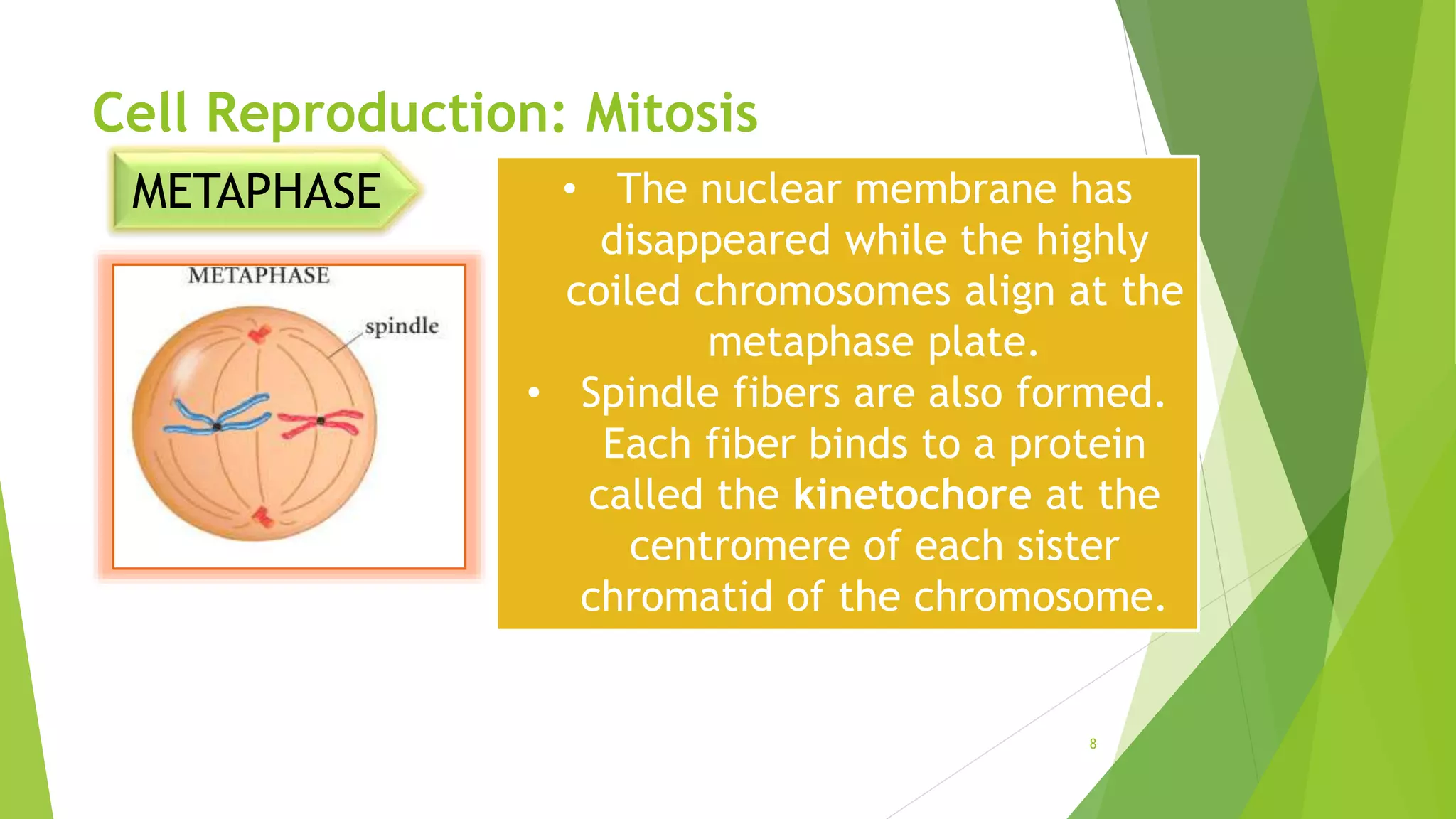 Mitosis | PPTX | Needlework | Arts and Crafts