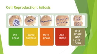 Mitosis | PPTX | Needlework | Arts and Crafts