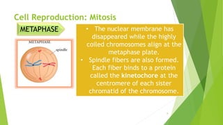 Mitosis | PPTX | Needlework | Arts and Crafts