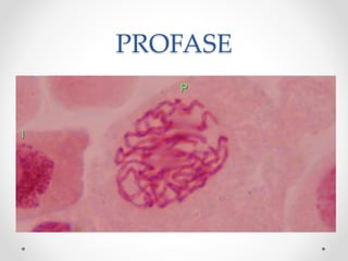 Mitosis | PPTX