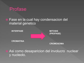 Mitosis | PPTX