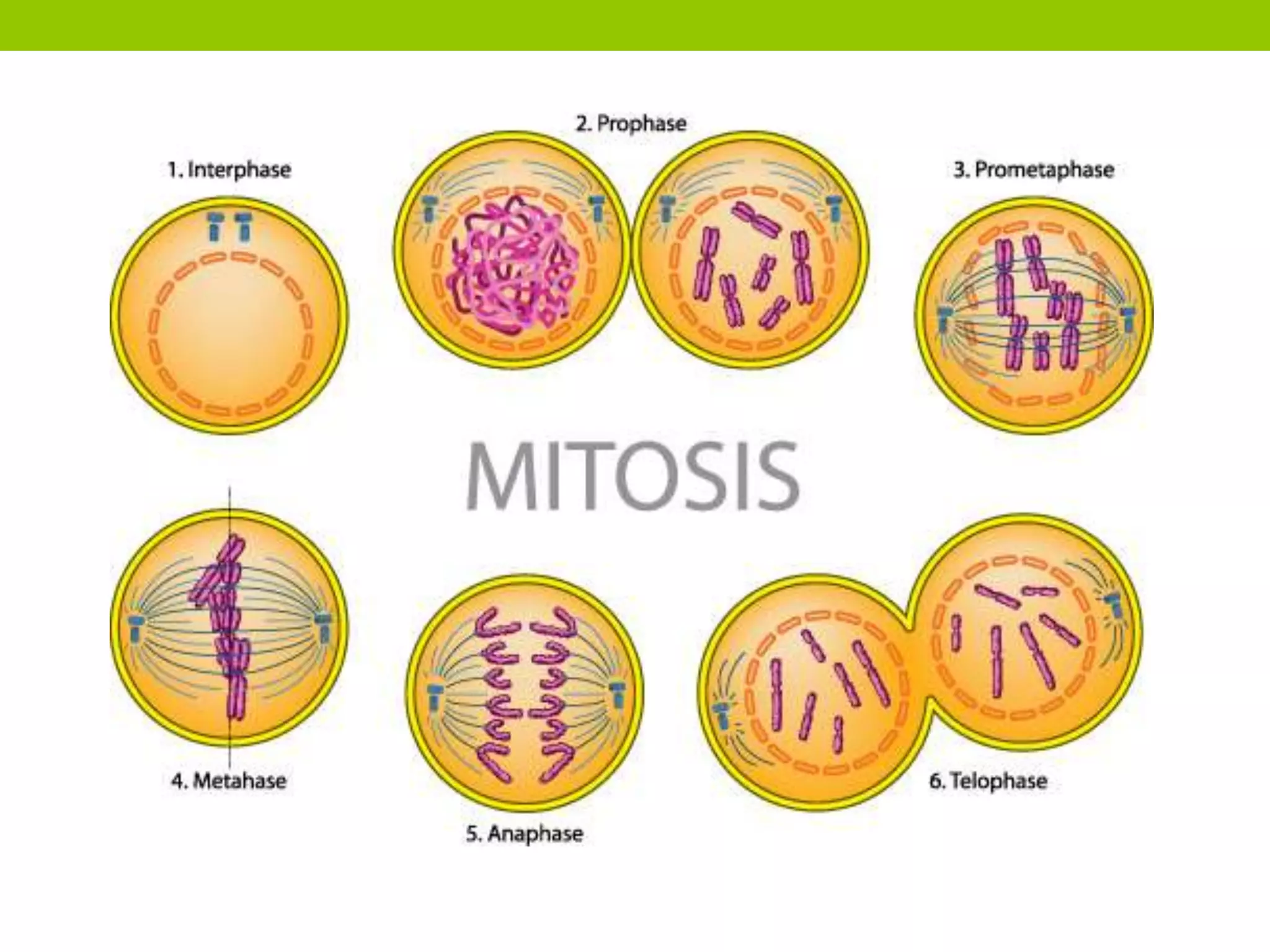 Mitosis | PPTX