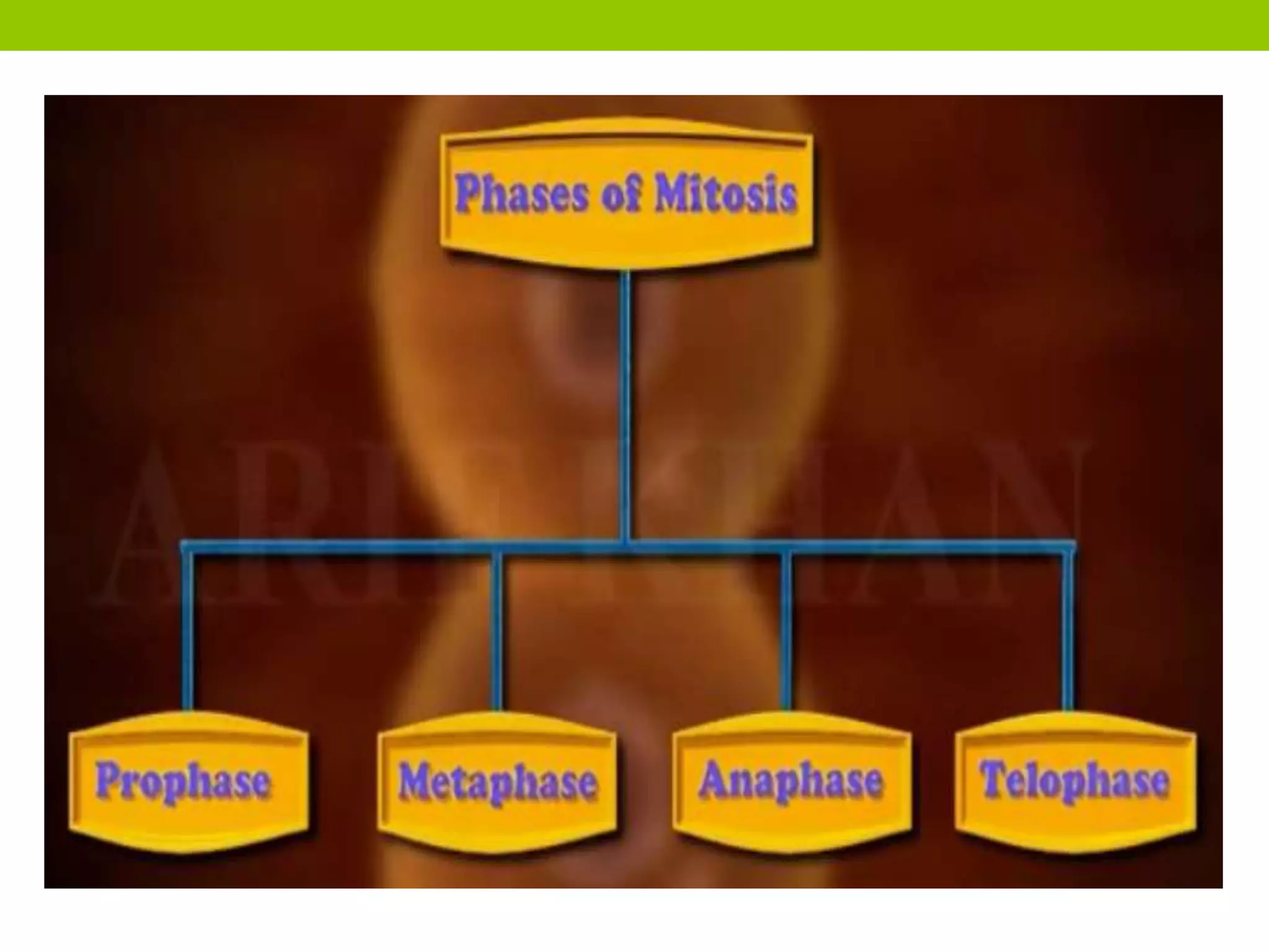 Mitosis | PPTX