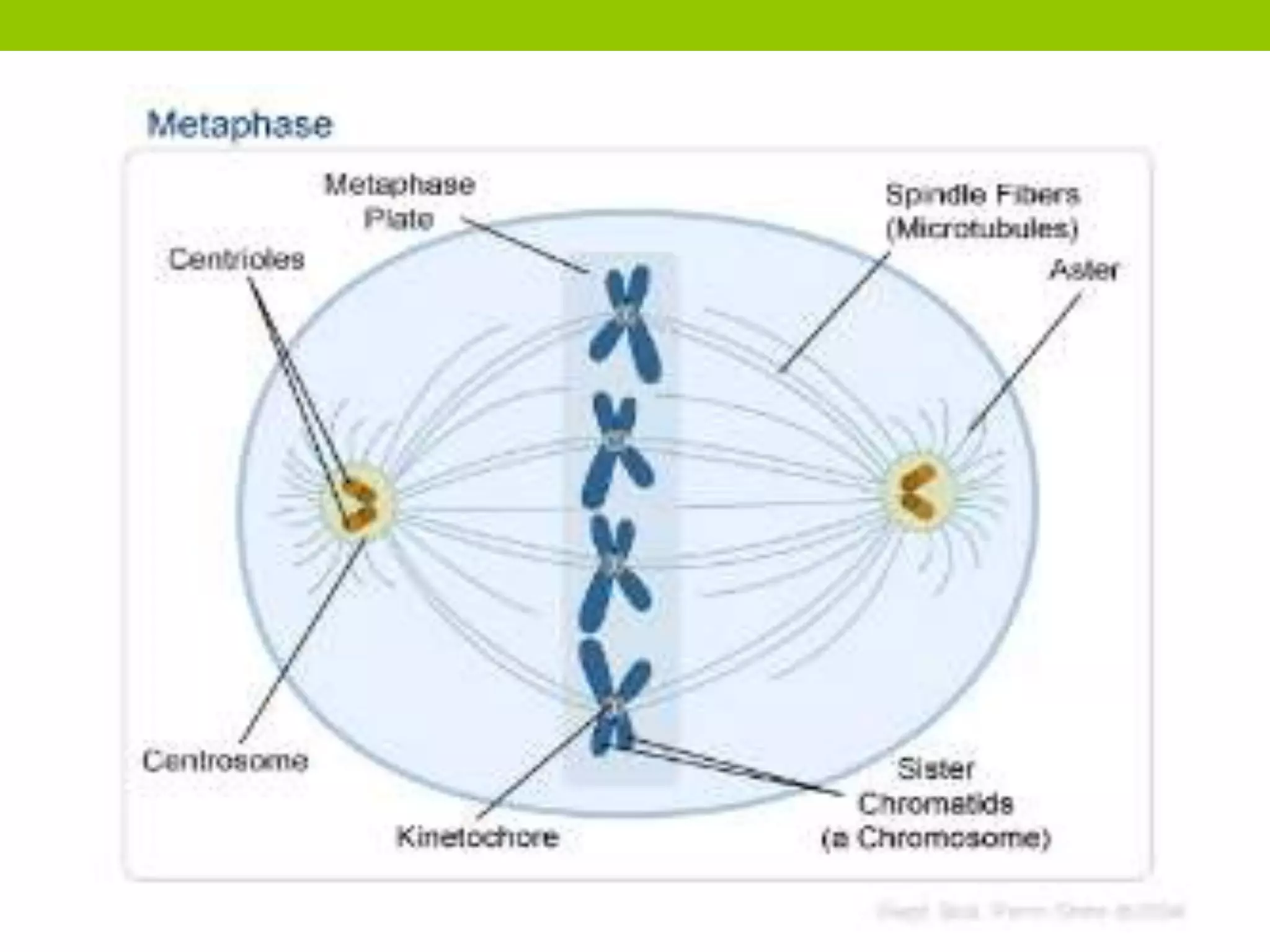 Mitosis | PPTX