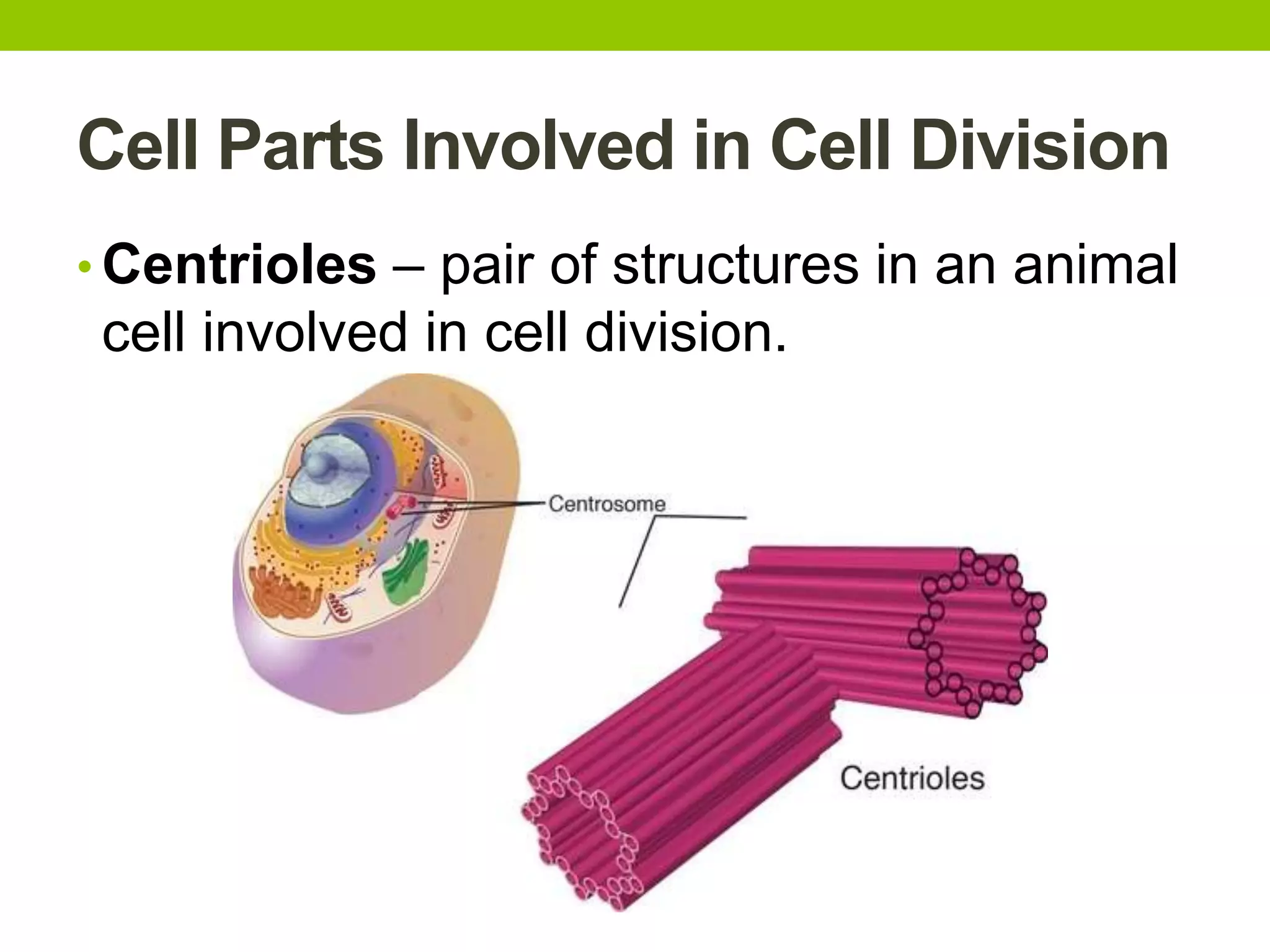 Mitosis | PPTX