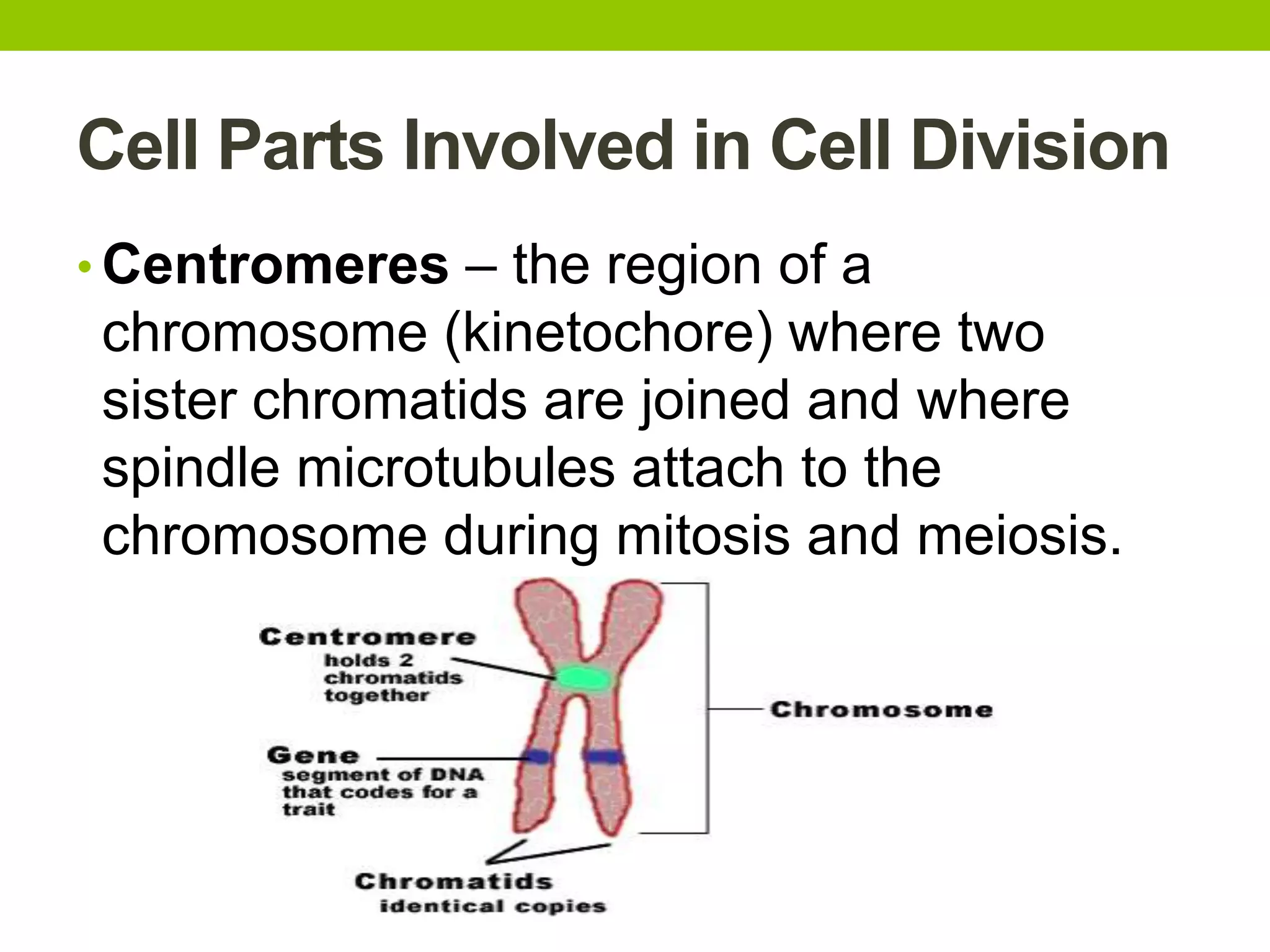 Mitosis | PPTX | Biological Sciences | Science