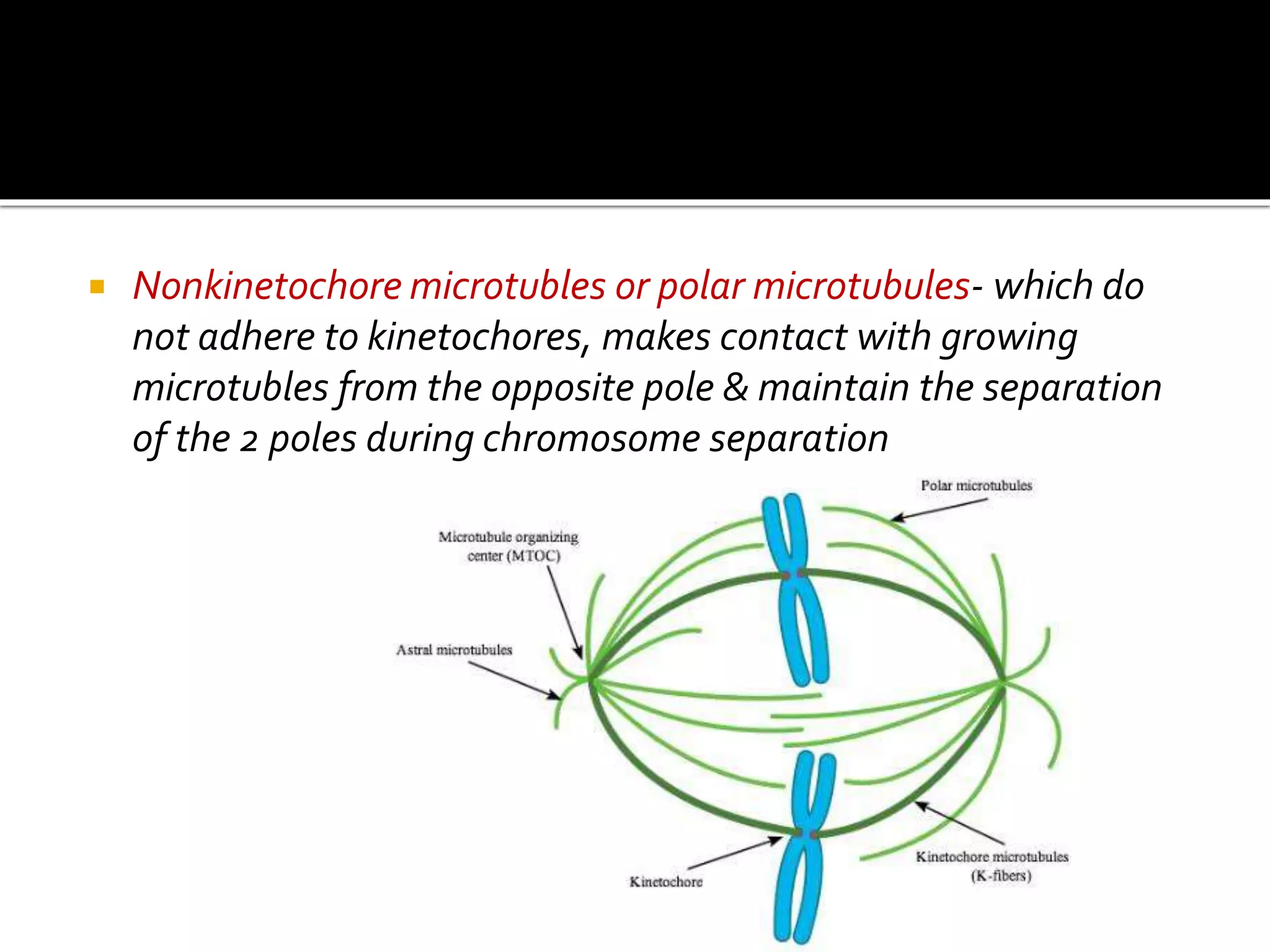 Mitosis | PPTX