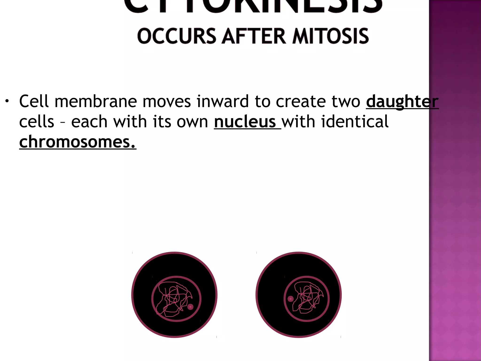 Mitosis | PPT | Free Download