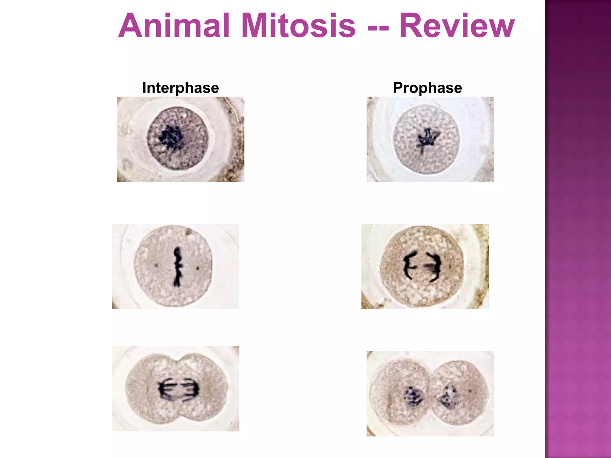 Mitosis | PPT | Free Download
