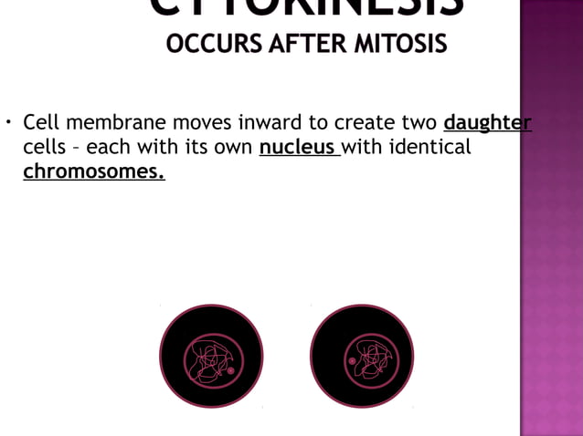 Mitosis | PPT