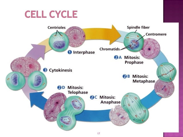 Mitosis | PPT