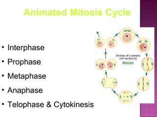 Mitosis | PPT