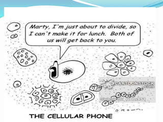 Mitosis Funny