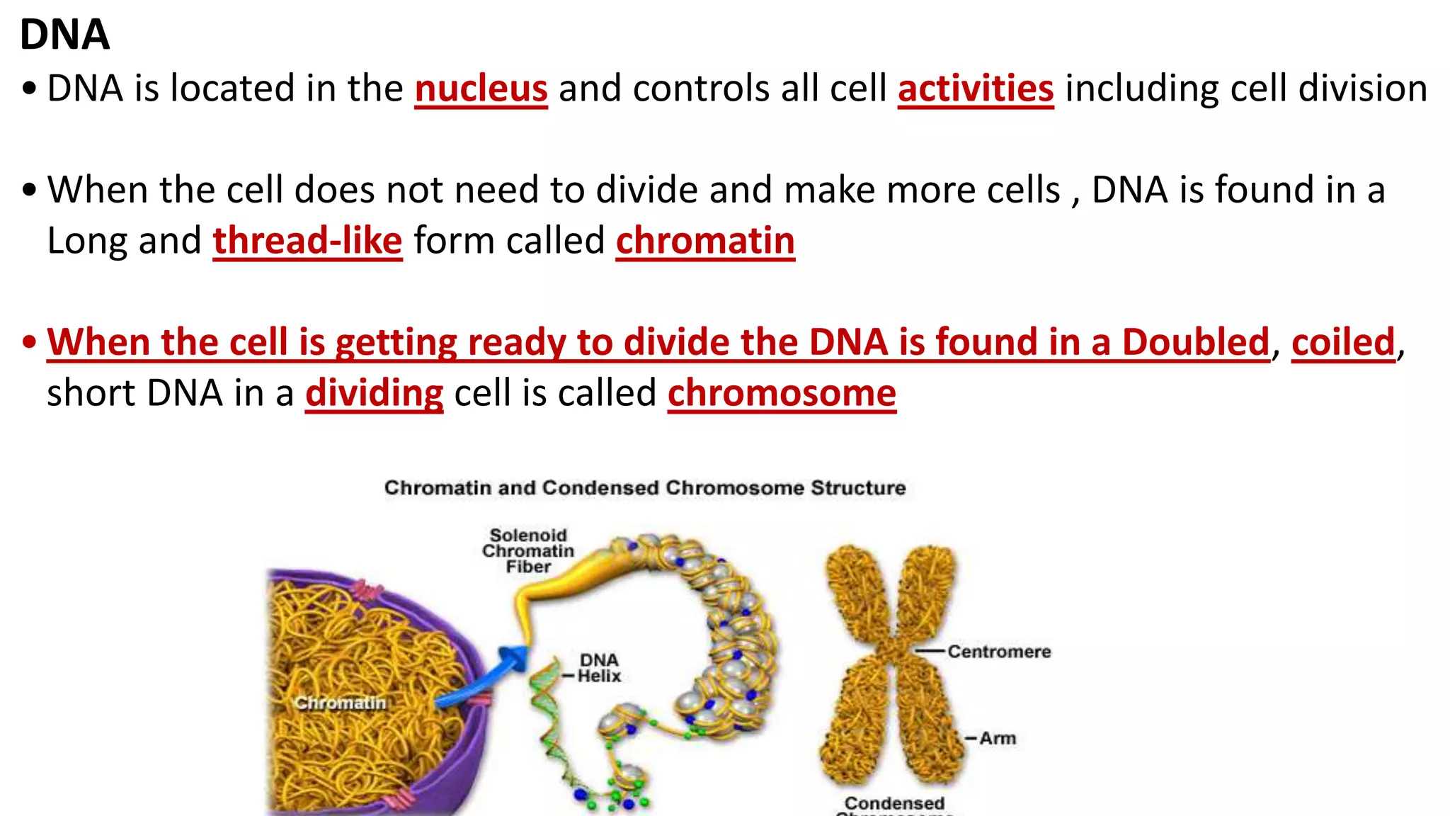 Mitosis lesson | PPTX | Biological Sciences | Science