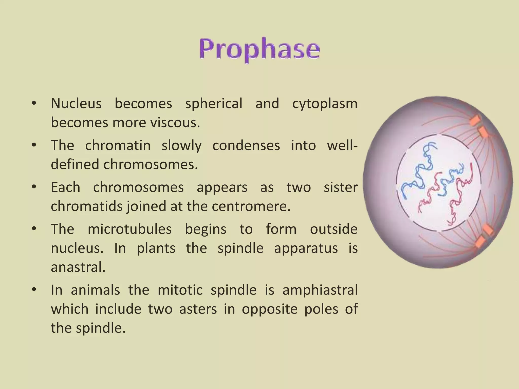 Mitosis | PPTX