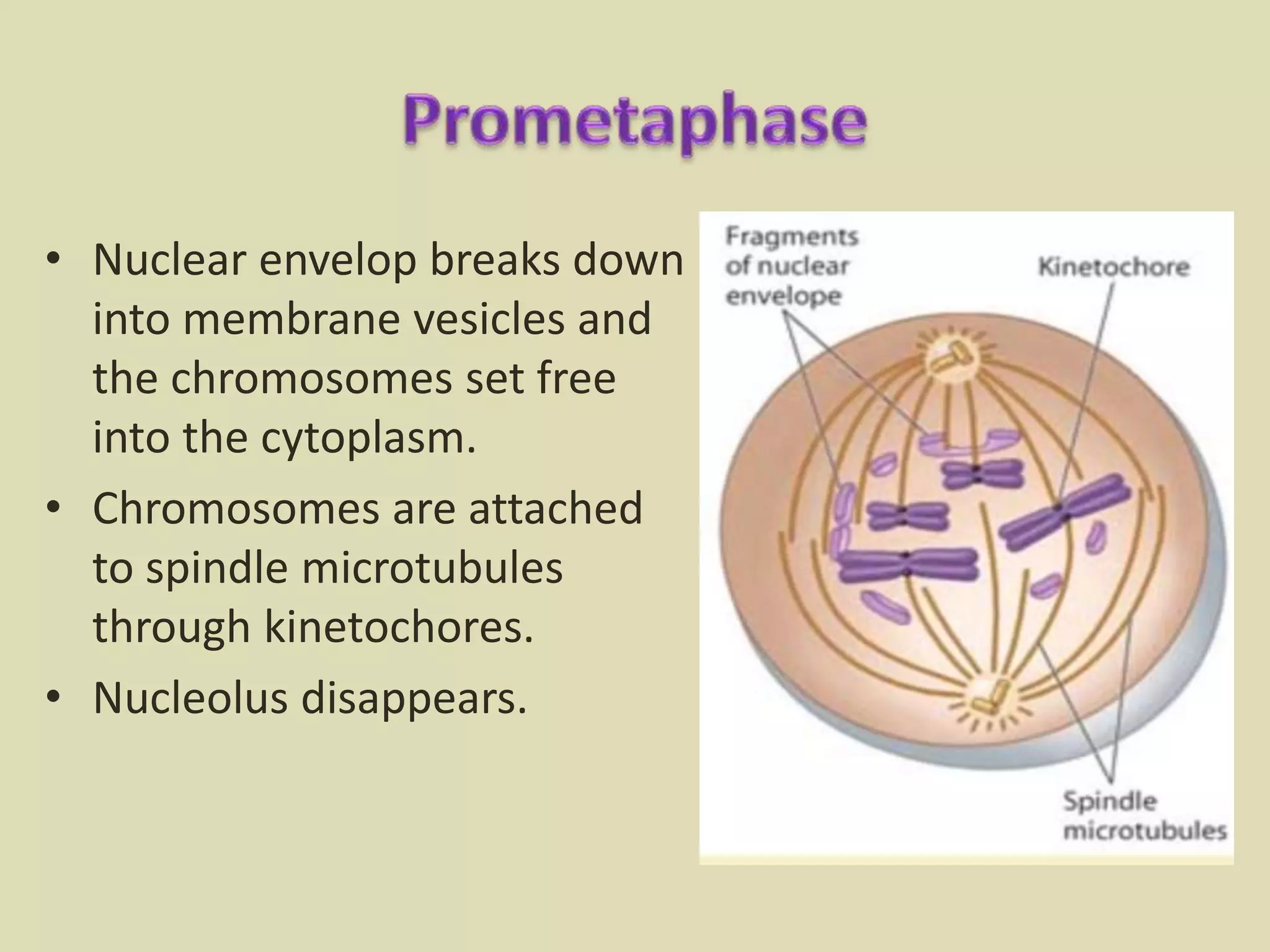 Mitosis | PPTX