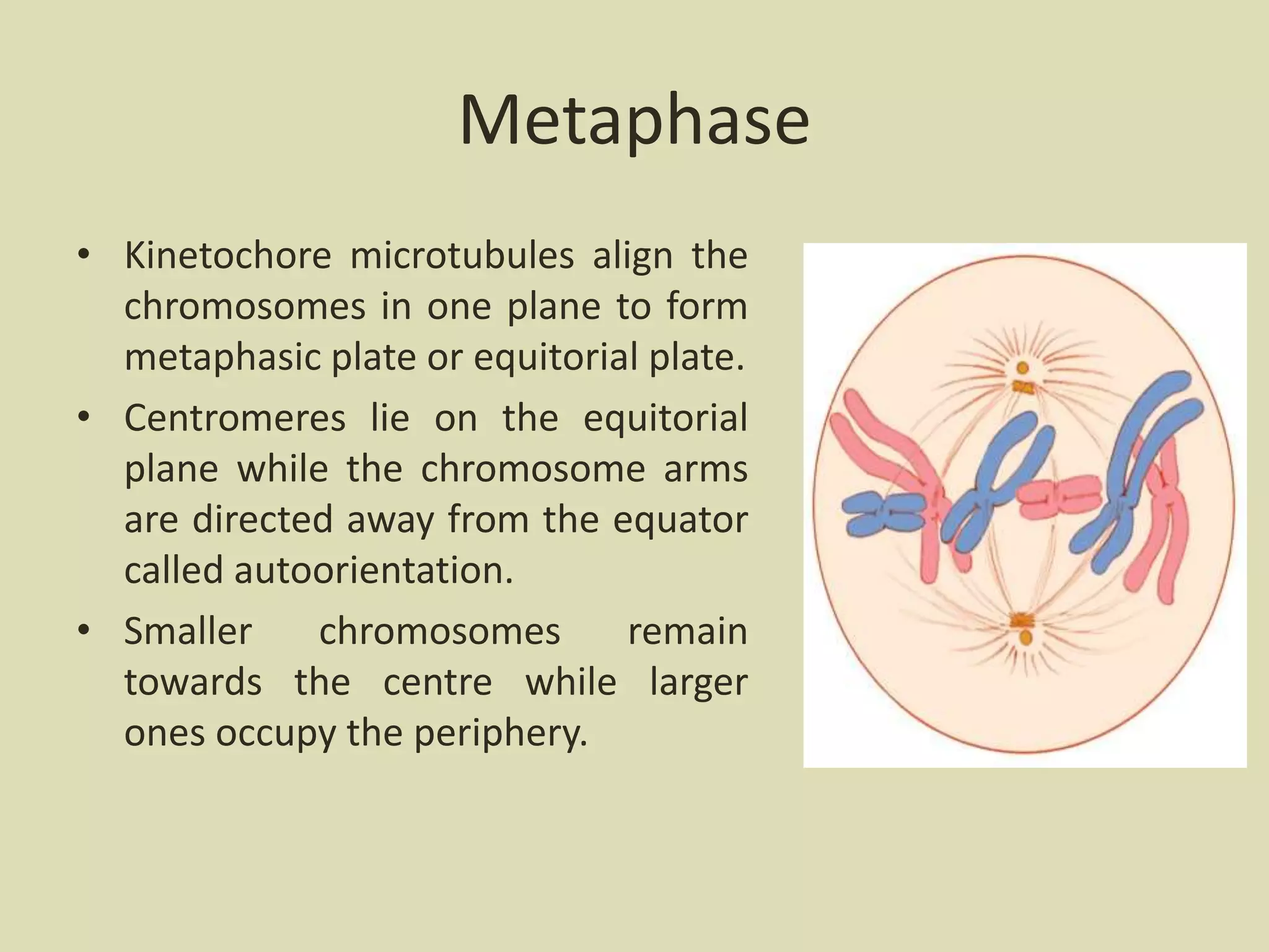 Mitosis | PPTX