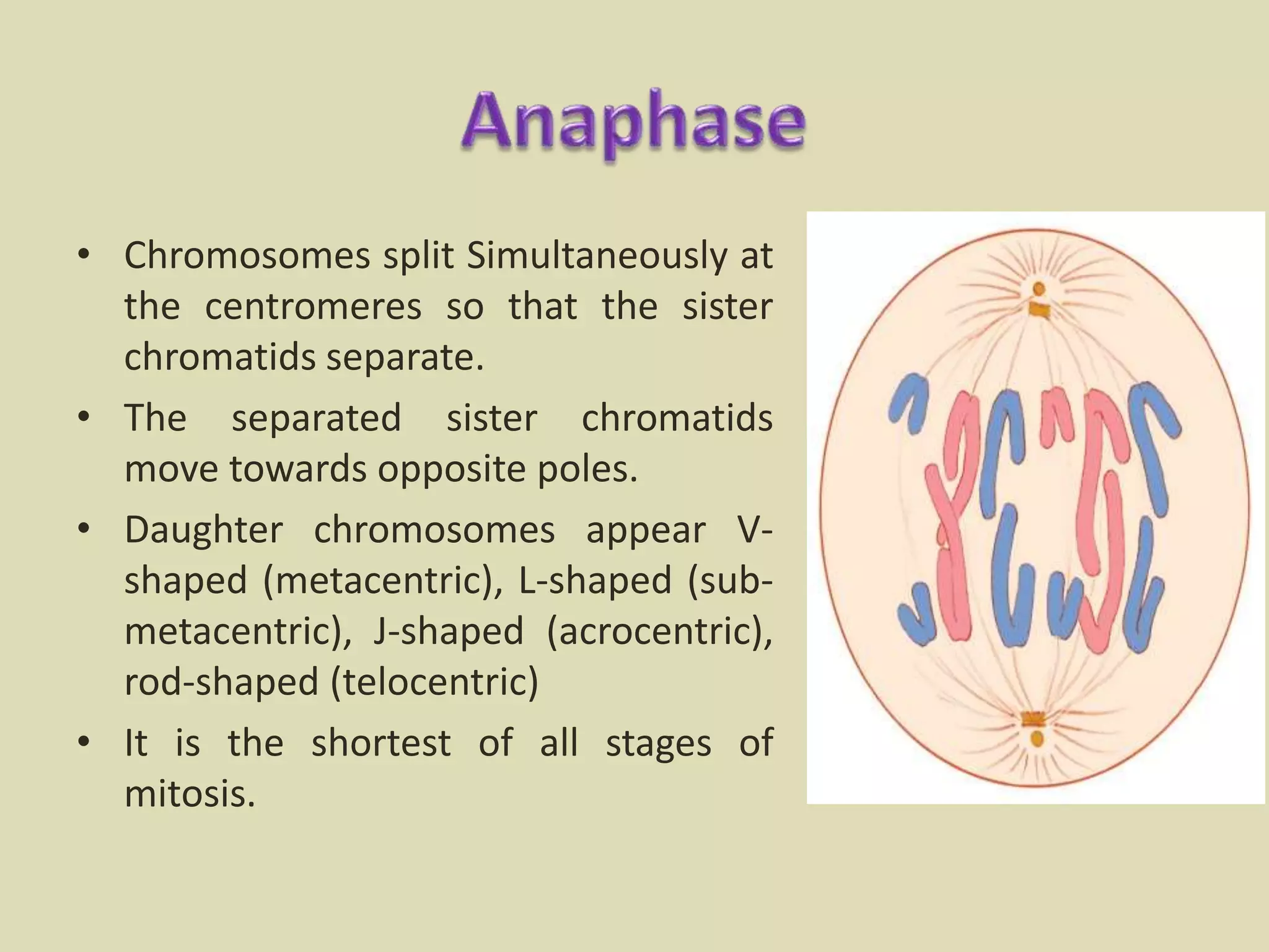Mitosis | PPTX