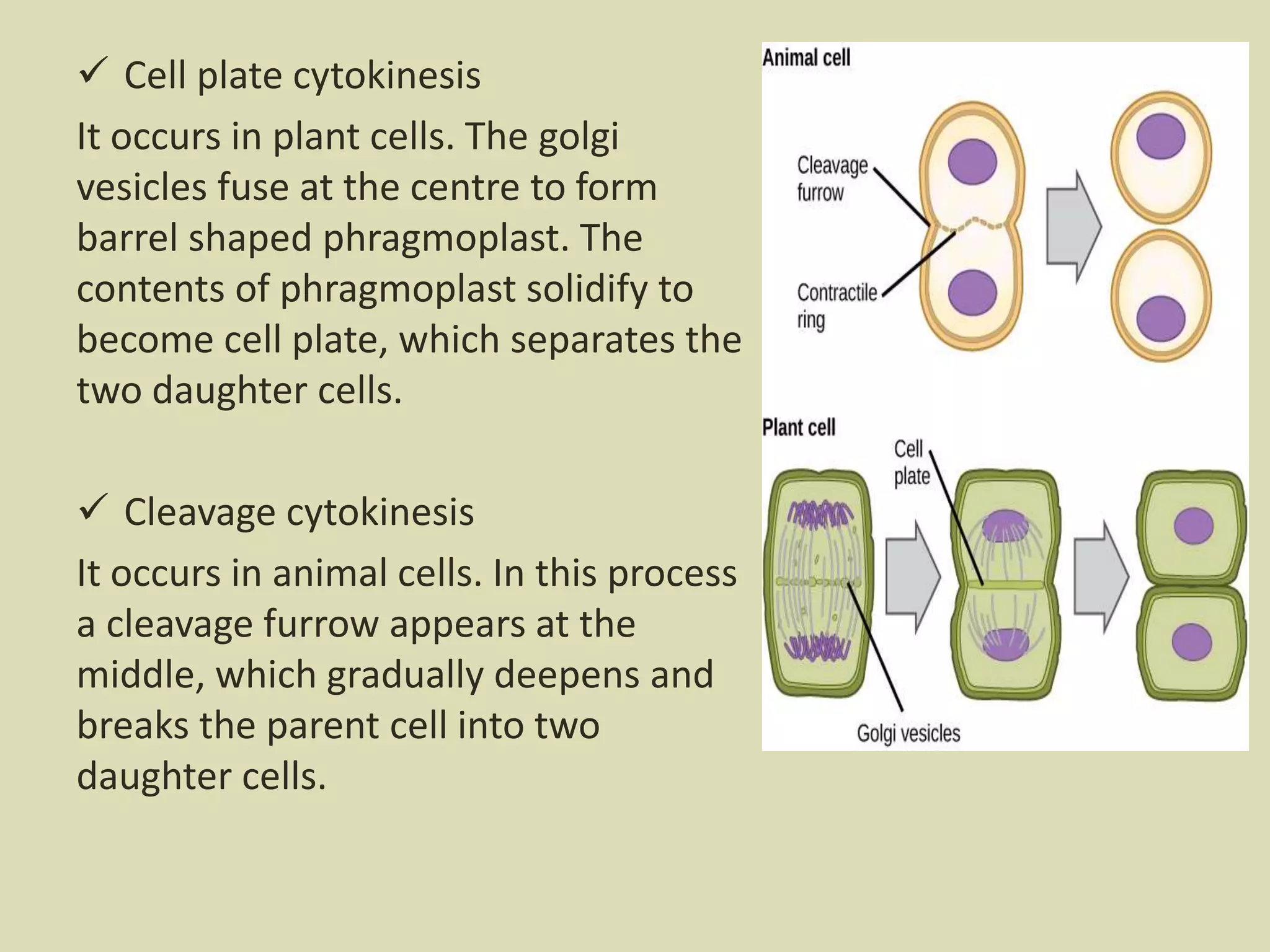 Mitosis | PPTX