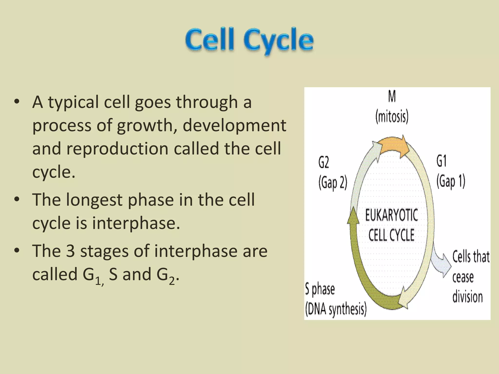 Mitosis | PPTX
