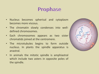 Mitosis | PPTX
