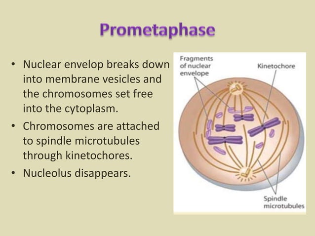 Mitosis | PPTX